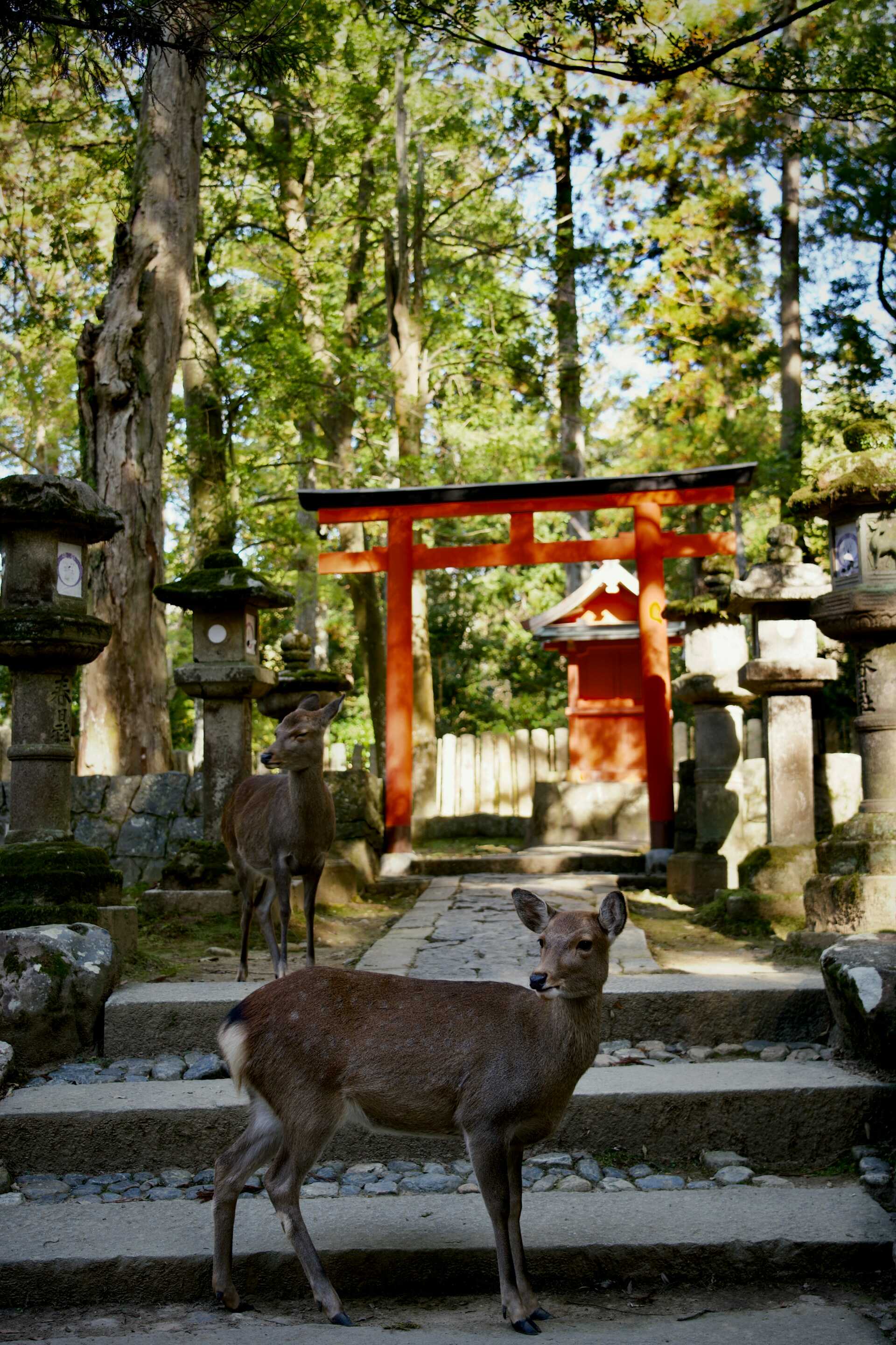 7 Best Things to Do in Nara Park – Temples, Deer & Timeless Japan