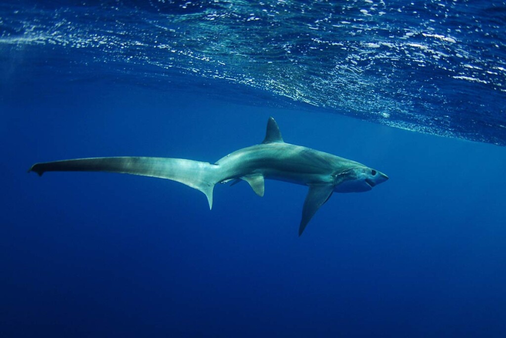 10 Best & Fun Things to Do in Cebu, Philippines (2025 Guide) - Zen Discoveries